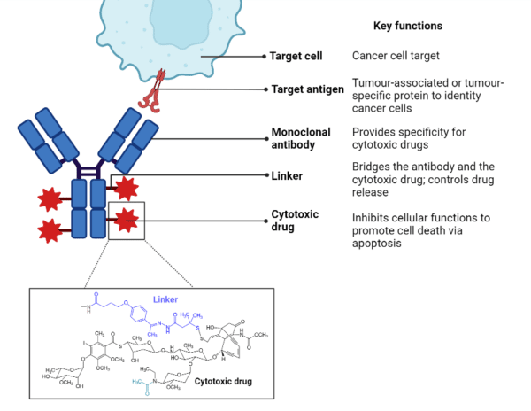 Antibody Drug Conjugates as Anti-Cancer Therapeutics