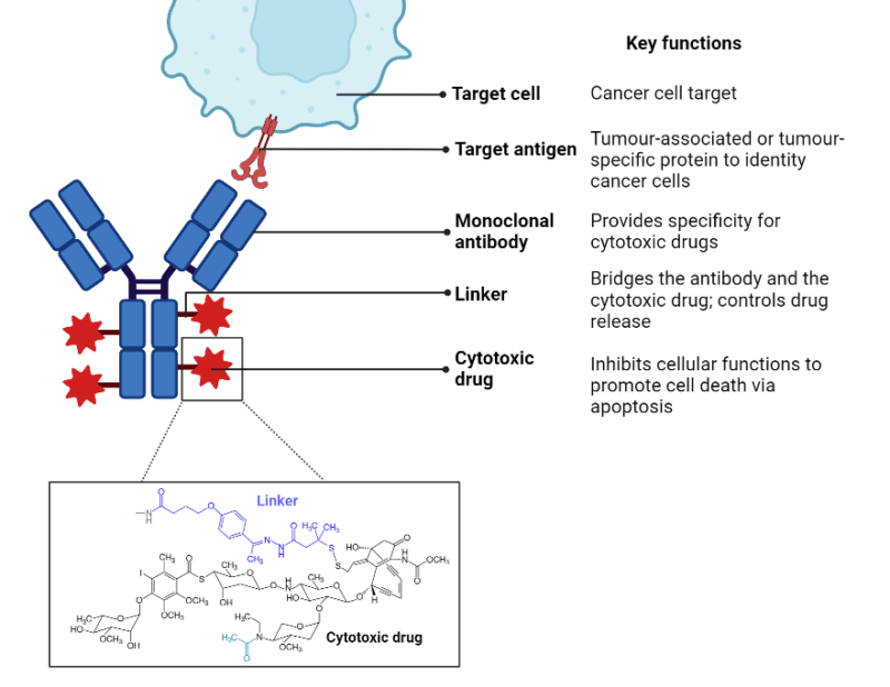 Antibody Drug Conjugates as Anti-Cancer Therapeutics