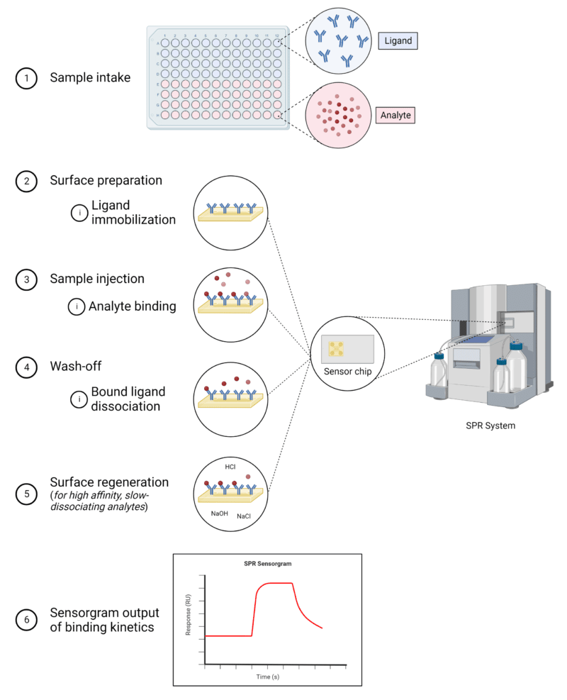 SPR Service - Antibody-Antigen Interaction Analysis