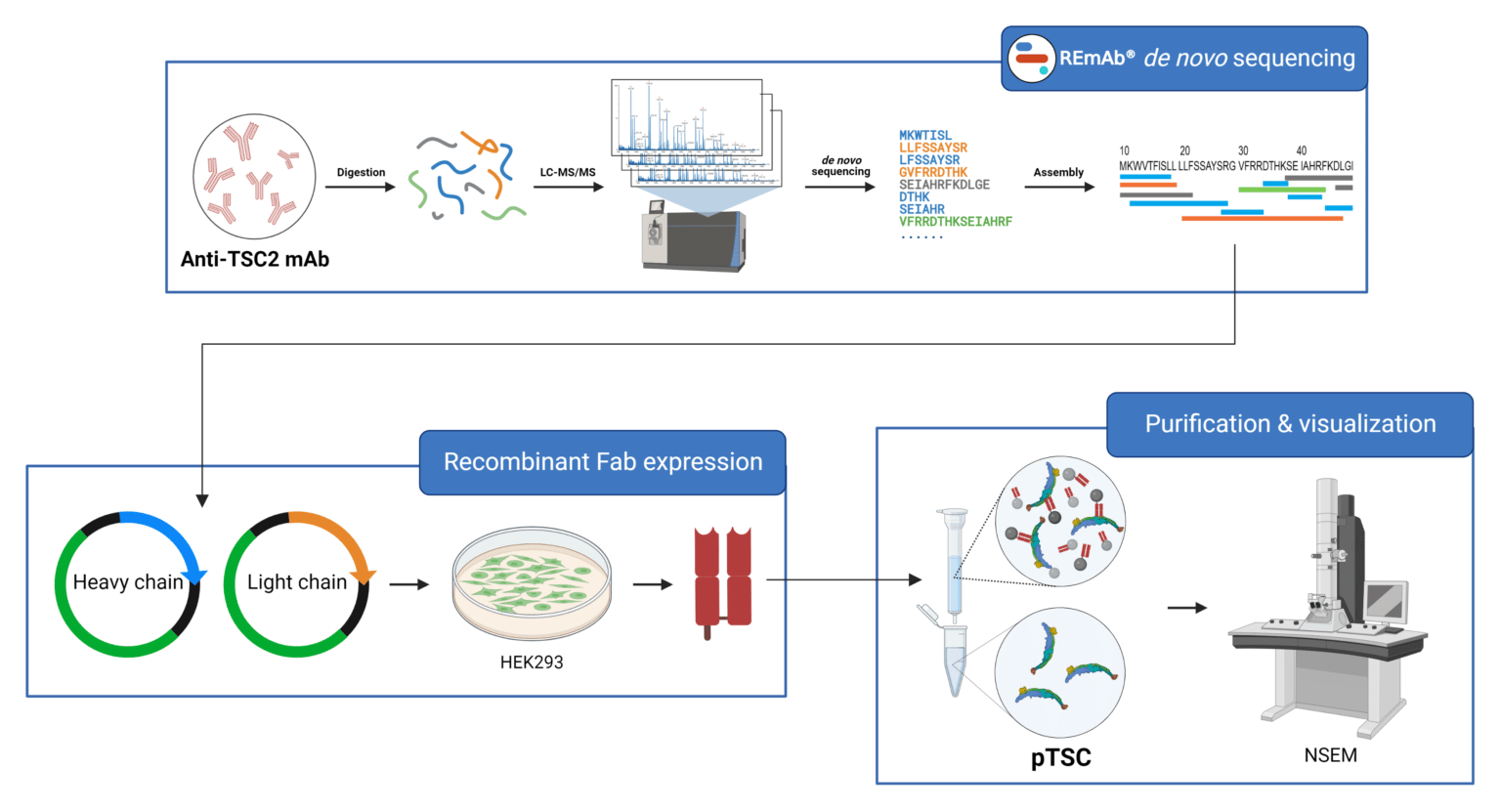 Characterization Endogenous Tuberous Sclerosis Protein Complex