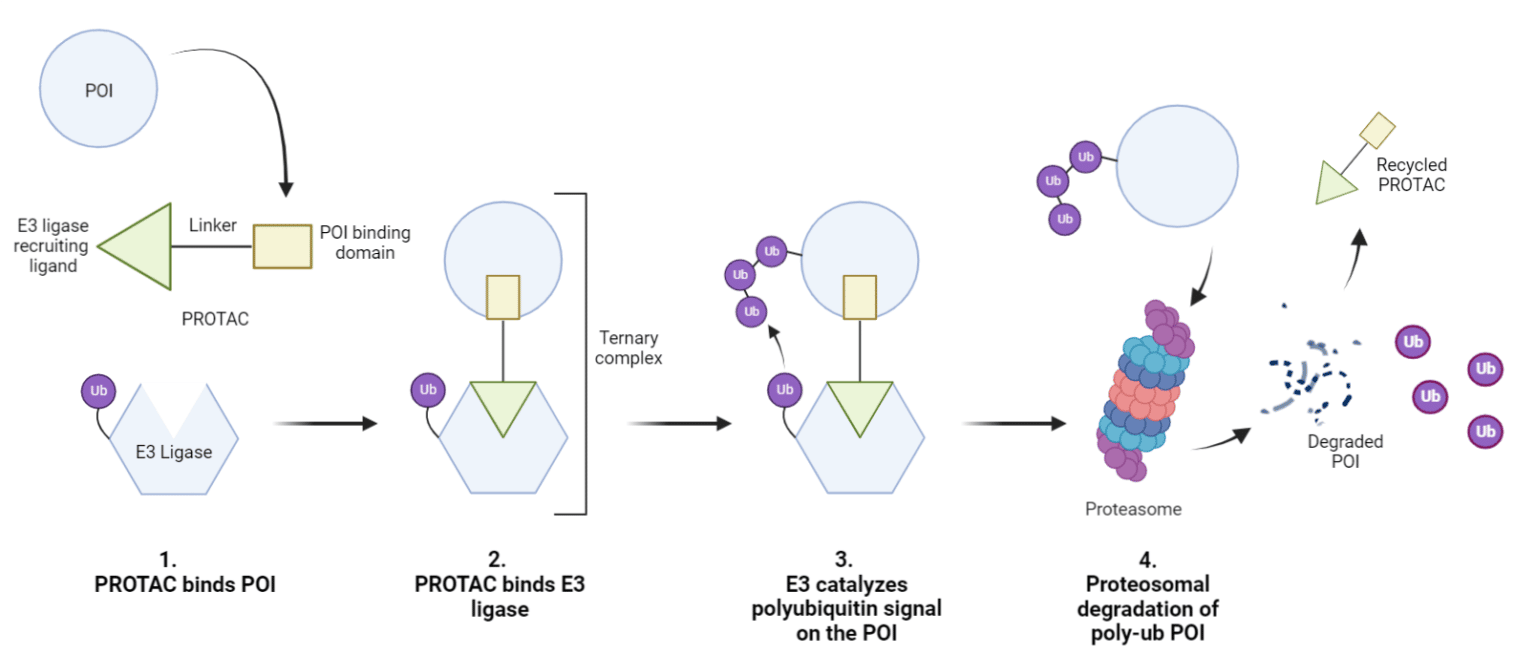 Specific Protein Degradation with Antibody Conjugated PROTACs