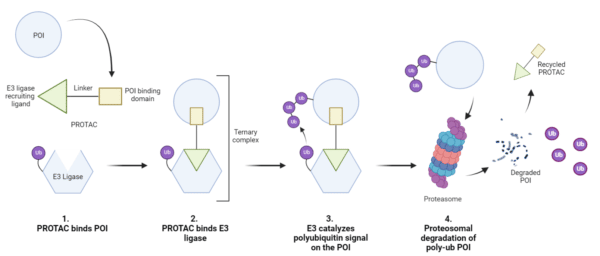 Specific Protein Degradation with Antibody Conjugated PROTACs