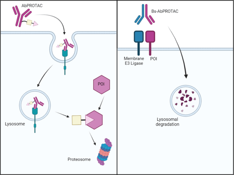 Specific Protein Degradation with Antibody Conjugated PROTACs