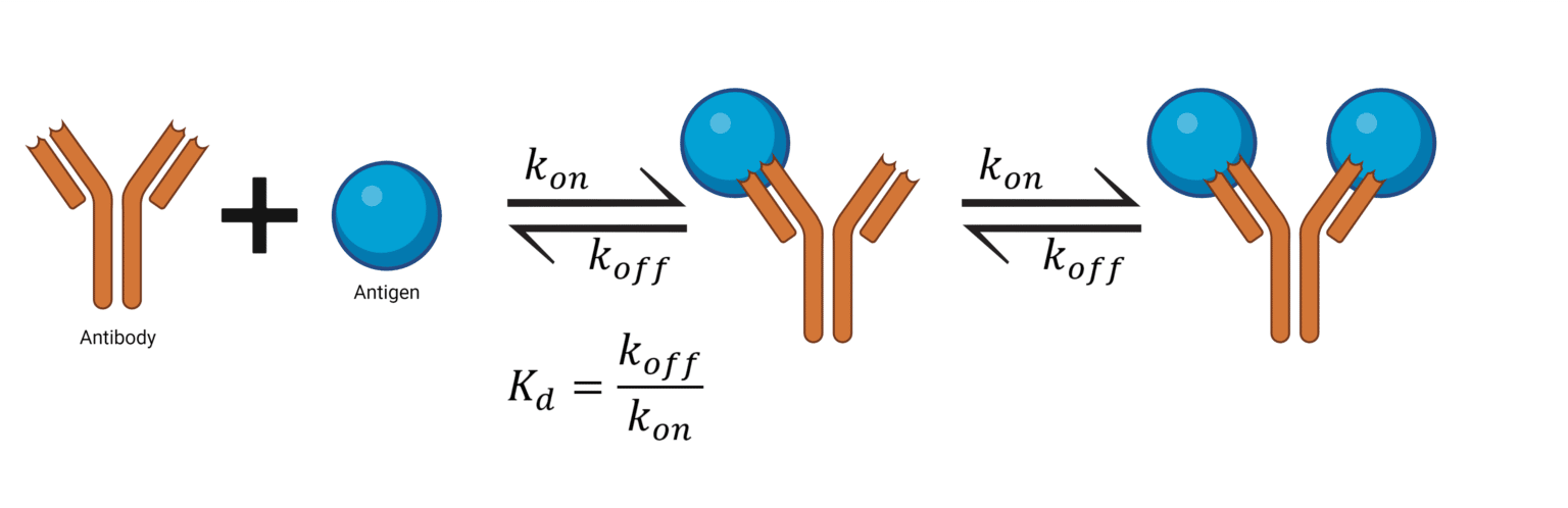 Antibody Affinity, Avidity - Single vs Multivalent Interaction
