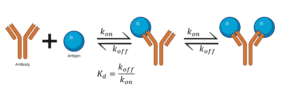 Antibody Affinity, Avidity - Single vs Multivalent Interaction