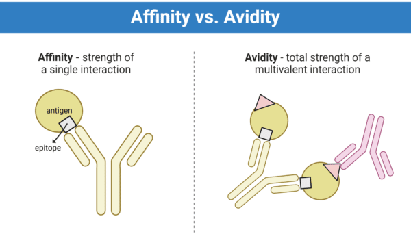Antibody Affinity Avidity Single Vs Multivalent Interaction