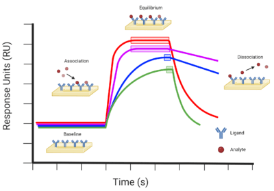 Antibody Affinity, Avidity - Single vs Multivalent Interaction