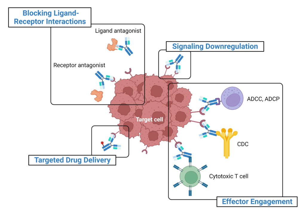 Functional Characterization of Therapeutic Antibodies