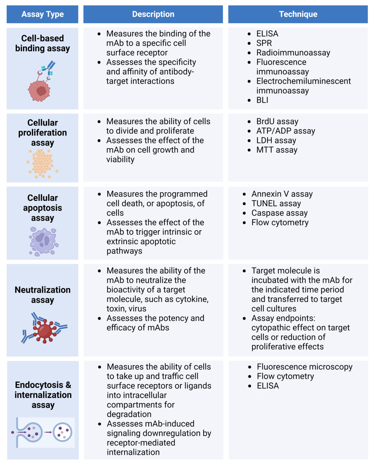 Functional Characterization of Therapeutic Antibodies