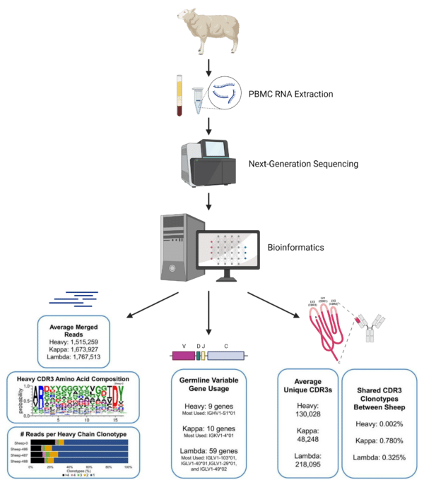 Sheep Immunoglobulin Repertoire Analysis by Next Generation Sequencing