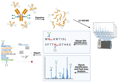Glycan Analysis Service via LC-MS - Rapid Novor Characterization