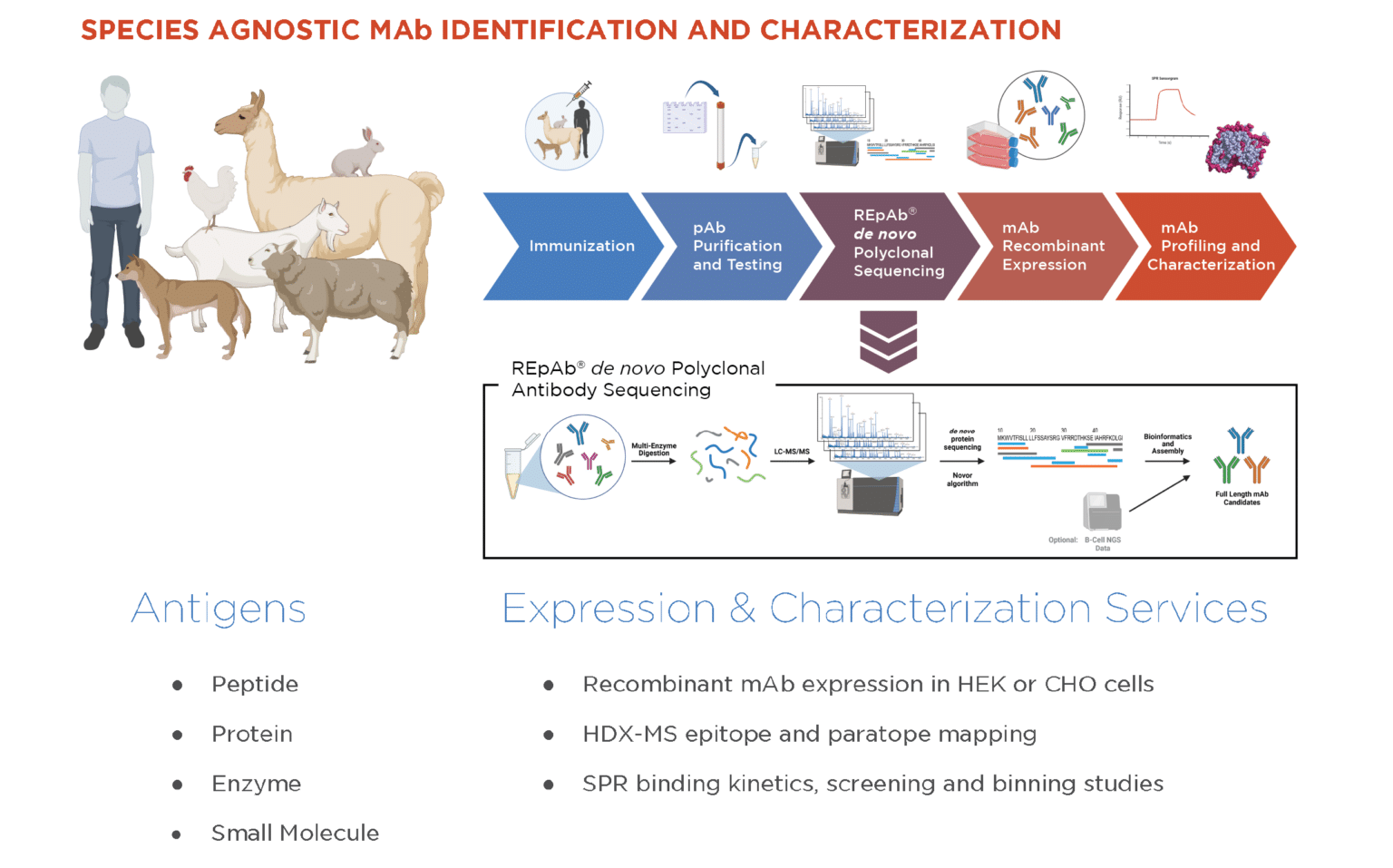 Antibody Discovery from a Chicken Polyclonal Mixture