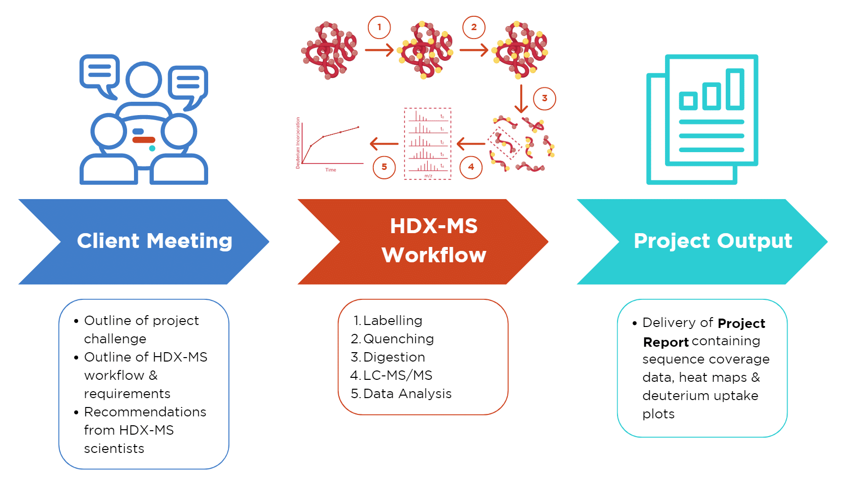 Confirm the Binding Site Between Cellular DNA Repair Proteins by HDX-MS