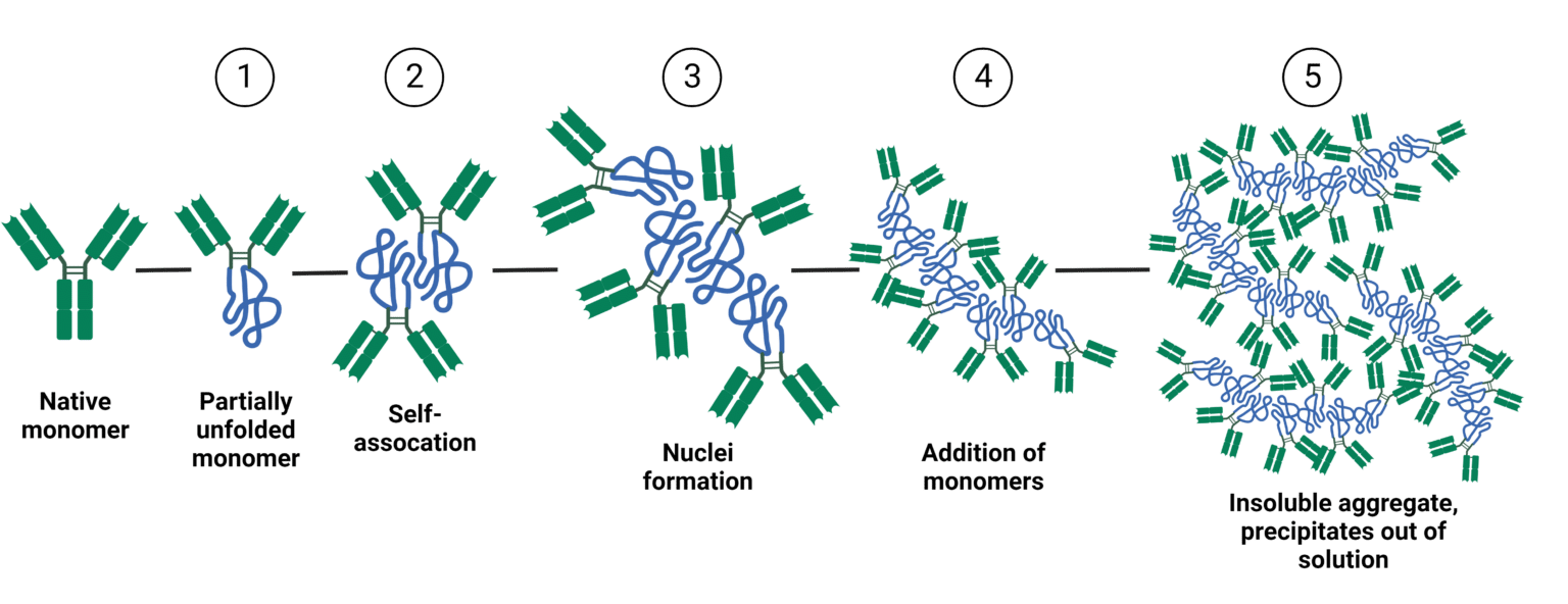 Antibody Developability Sequence And Structure Impacts Aggregation 