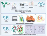 Antibody Developability - Sequence & Structure Impacts Aggregation