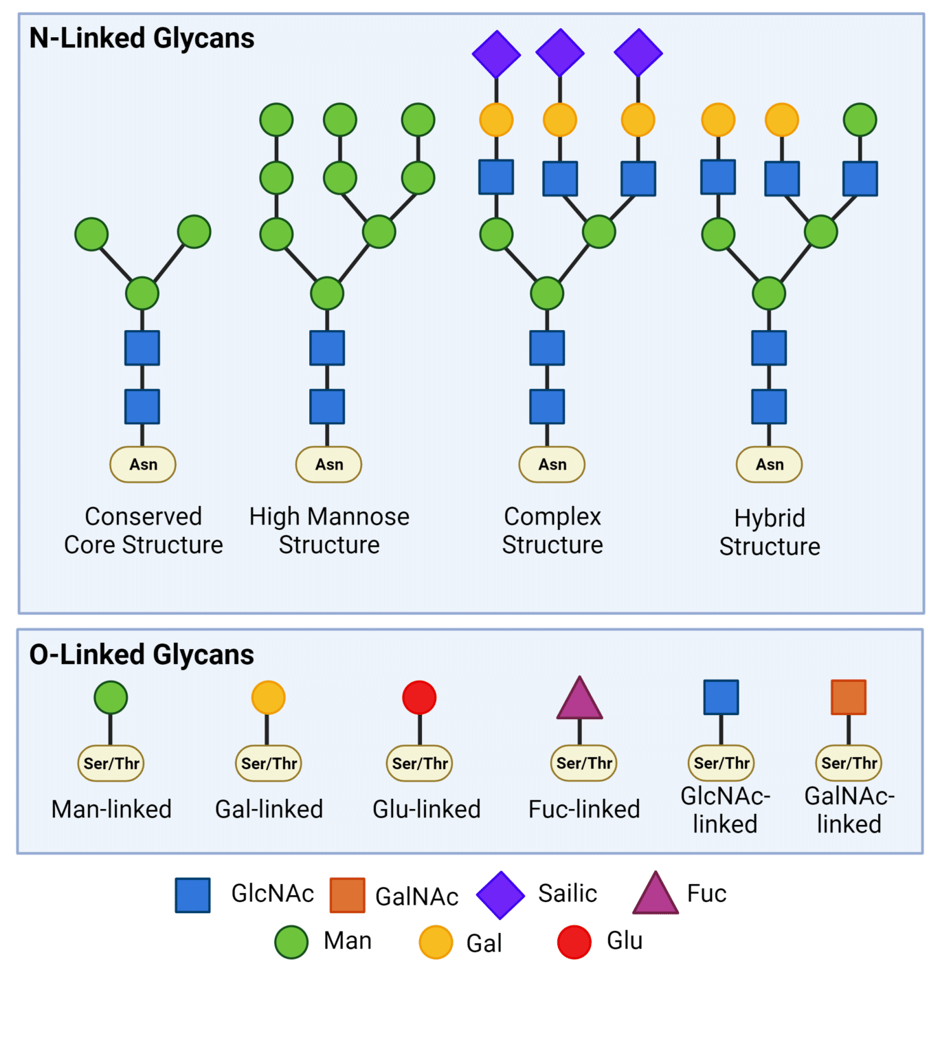 The Basics of Protein and Antibody Glycosylation - Rapid Novor