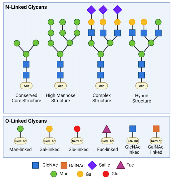 The Basics of Protein and Antibody Glycosylation - Rapid Novor