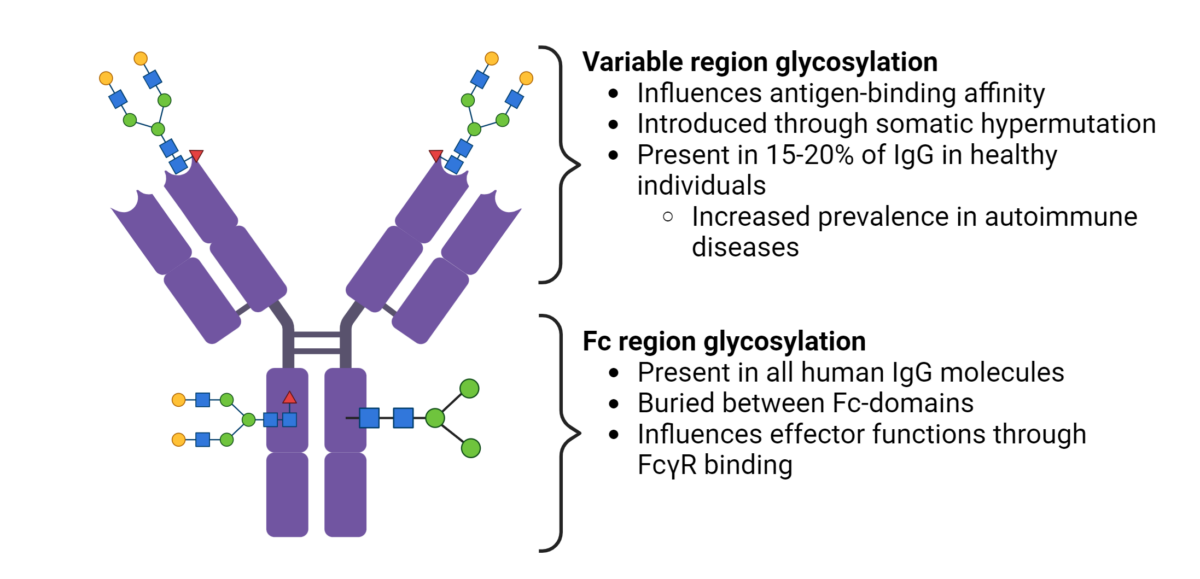 The Basics of Protein and Antibody Glycosylation - Rapid Novor The Basics of Protein and Antibody Glycosylation - Rapid Novor