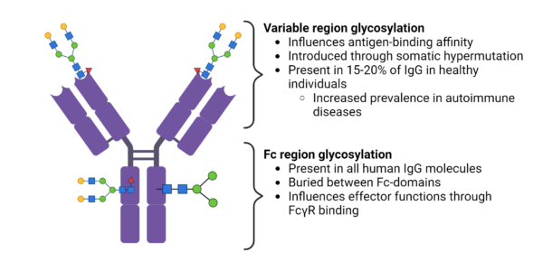 The Basics of Protein and Antibody Glycosylation - Rapid Novor