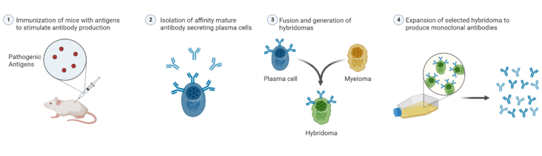 Affinity Maturation - Immune System Gets Smarter Over Time