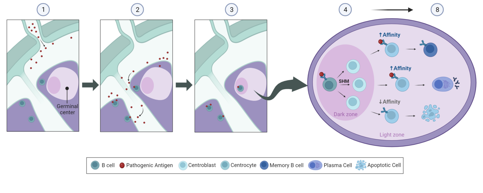 Affinity Maturation - Immune System Gets Smarter Over Time