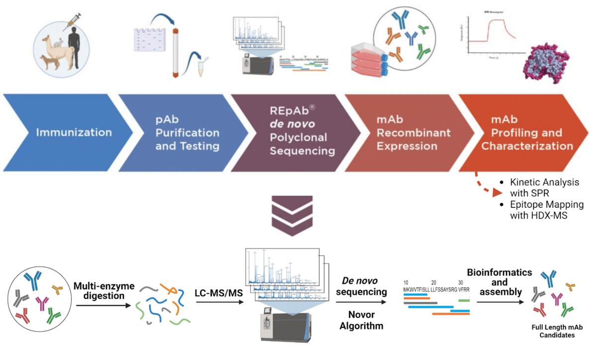 Alpaca Antibody Discovery & Characterization - pAb Sequencing, SPR & HDX-MS