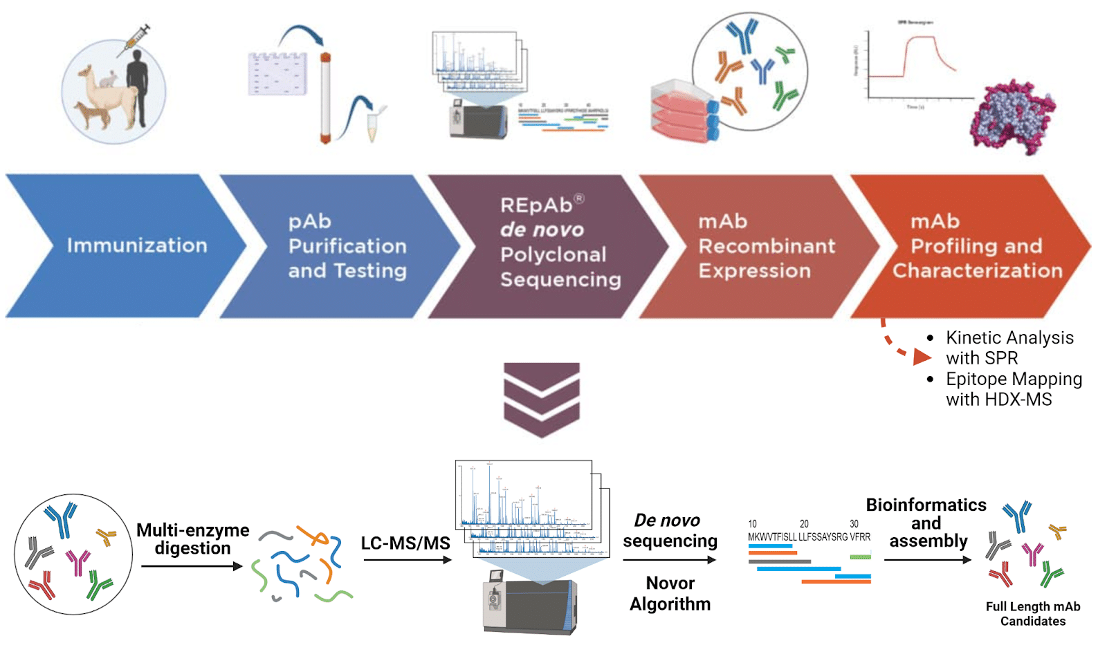Alpaca Antibody Discovery & Characterization - pAb Sequencing, SPR & HDX-MS