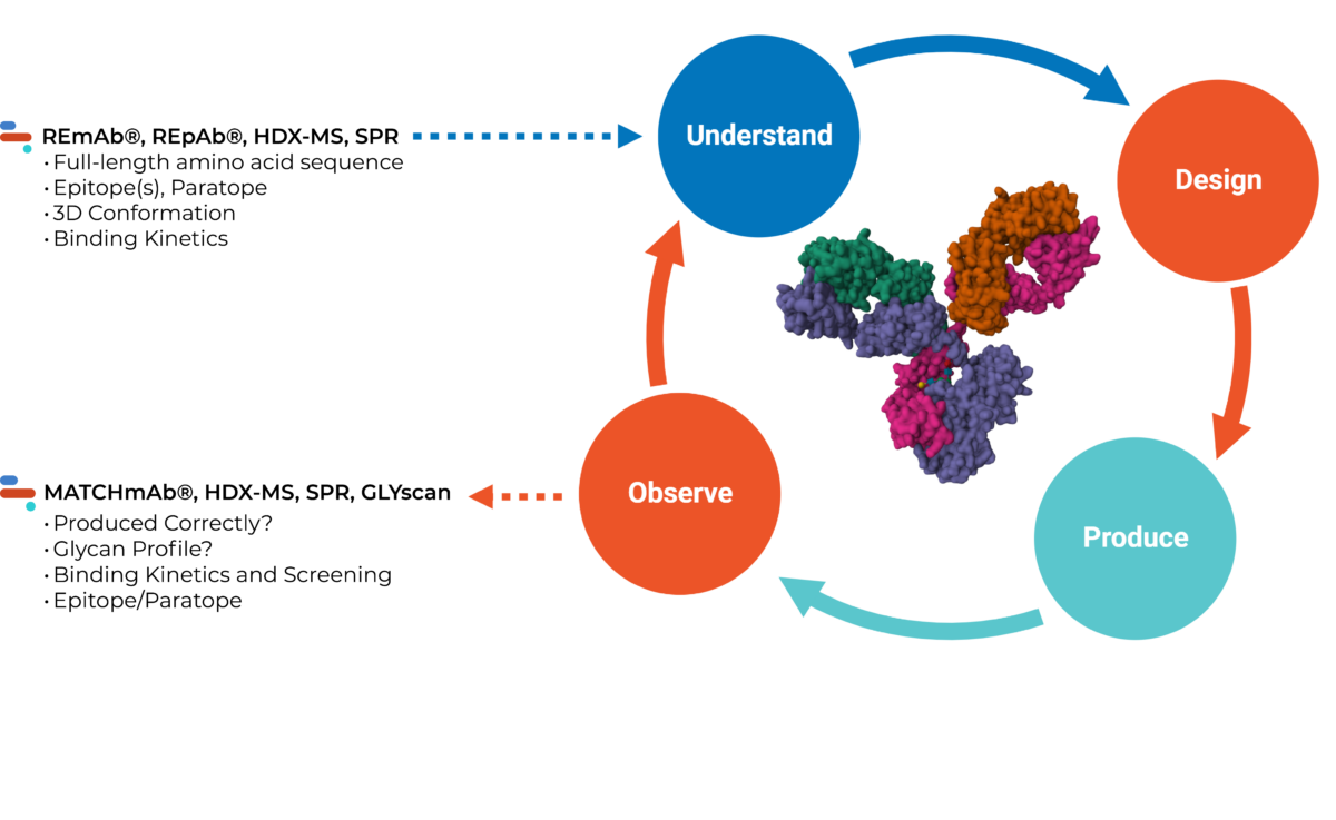 Antibody Sequencing & Discovery for Antibody Engineering - Rapid Novor