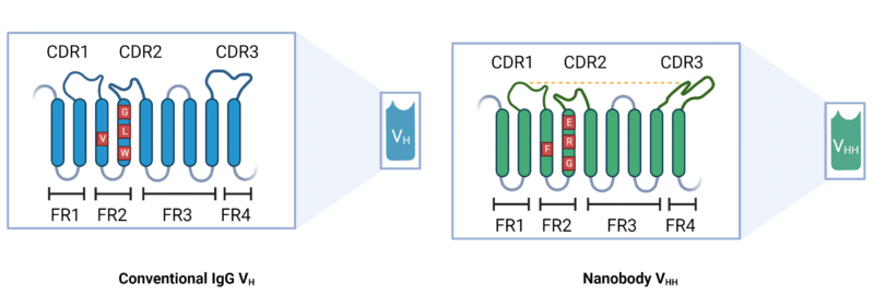 Nanobody Sequencing - Unlocking Therapeutic Potential