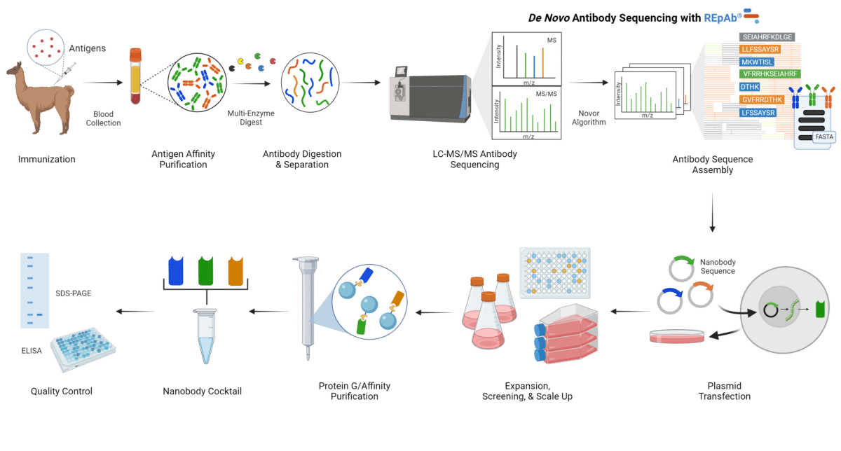Nanobody Sequencing - Unlocking Therapeutic Potential