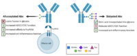 Modifying Antibody Functions Through Glycan Engineering - Rapid Novor