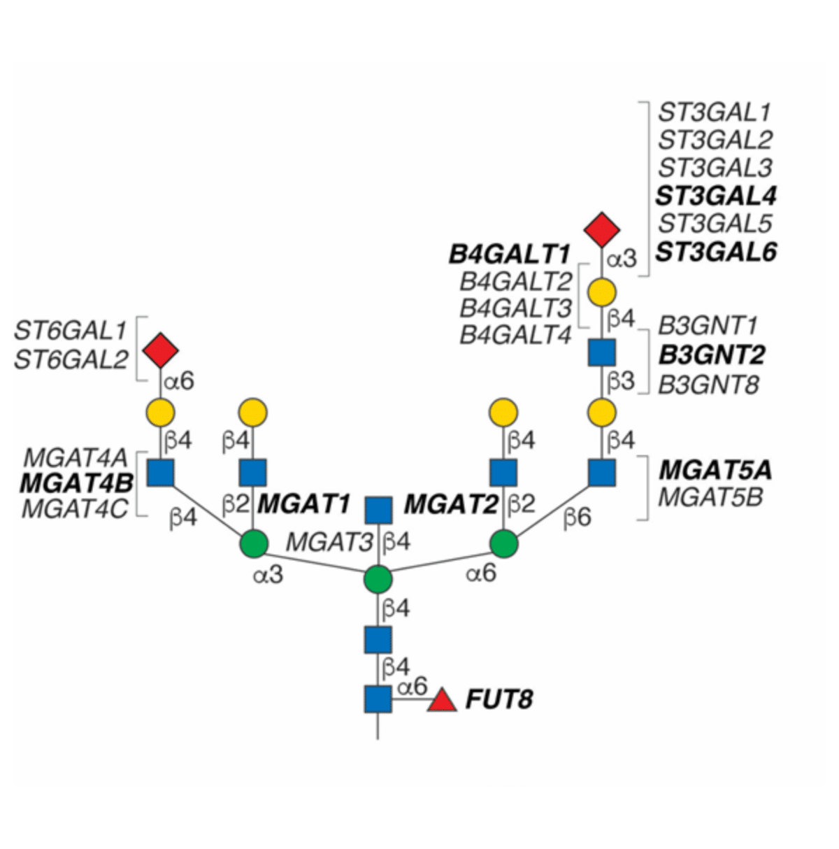 Modifying Antibody Functions Through Glycan Engineering - Rapid Novor