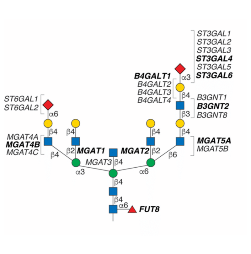 Modifying Antibody Functions Through Glycan Engineering - Rapid Novor
