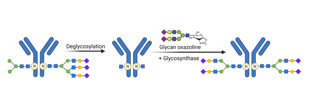 Modifying Antibody Functions Through Glycan Engineering - Rapid Novor