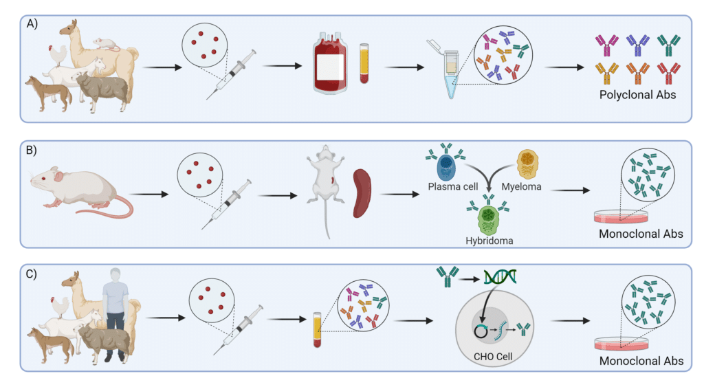 Antibody Production - Choosing a Recombinant Expression System
