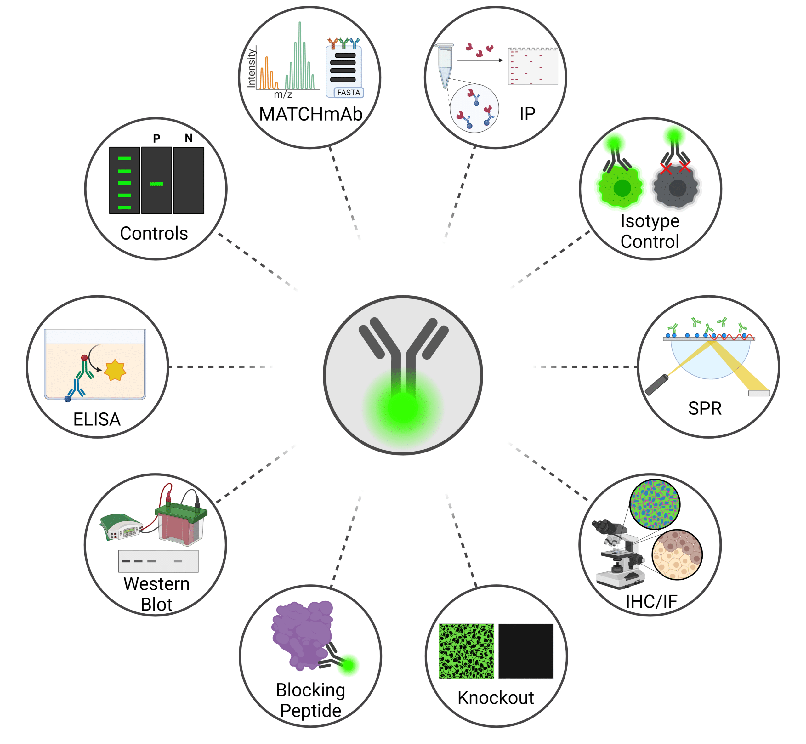 Flow Cytometry - Basics, Data Interpretation & Antibody Choice