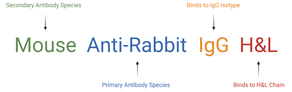 Flow Cytometry - Basics, Data Interpretation & Antibody Choice