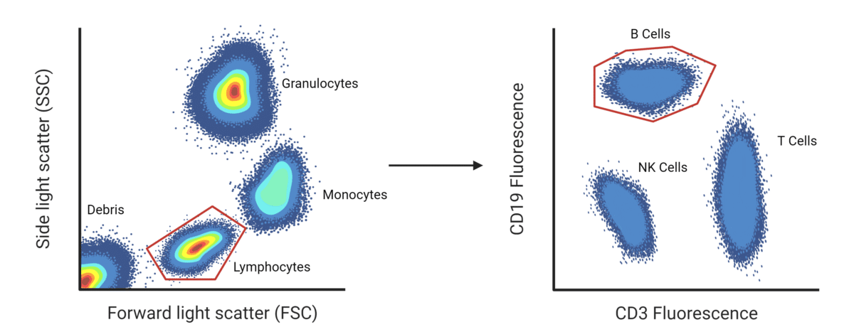 Flow Cytometry - Basics, Data Interpretation & Antibody Choice