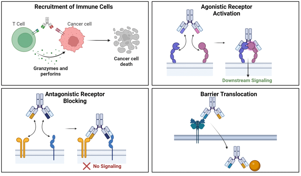 The Landscape of Bispecific and Multispecific Antibodies