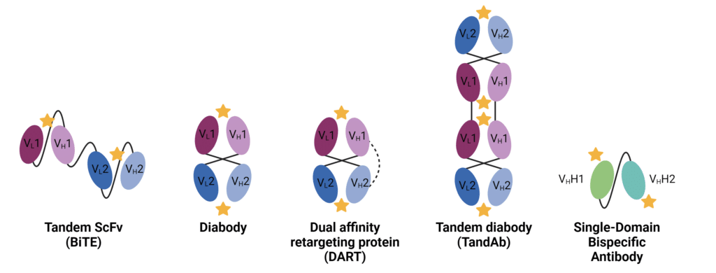 The Landscape of Bispecific and Multispecific Antibodies