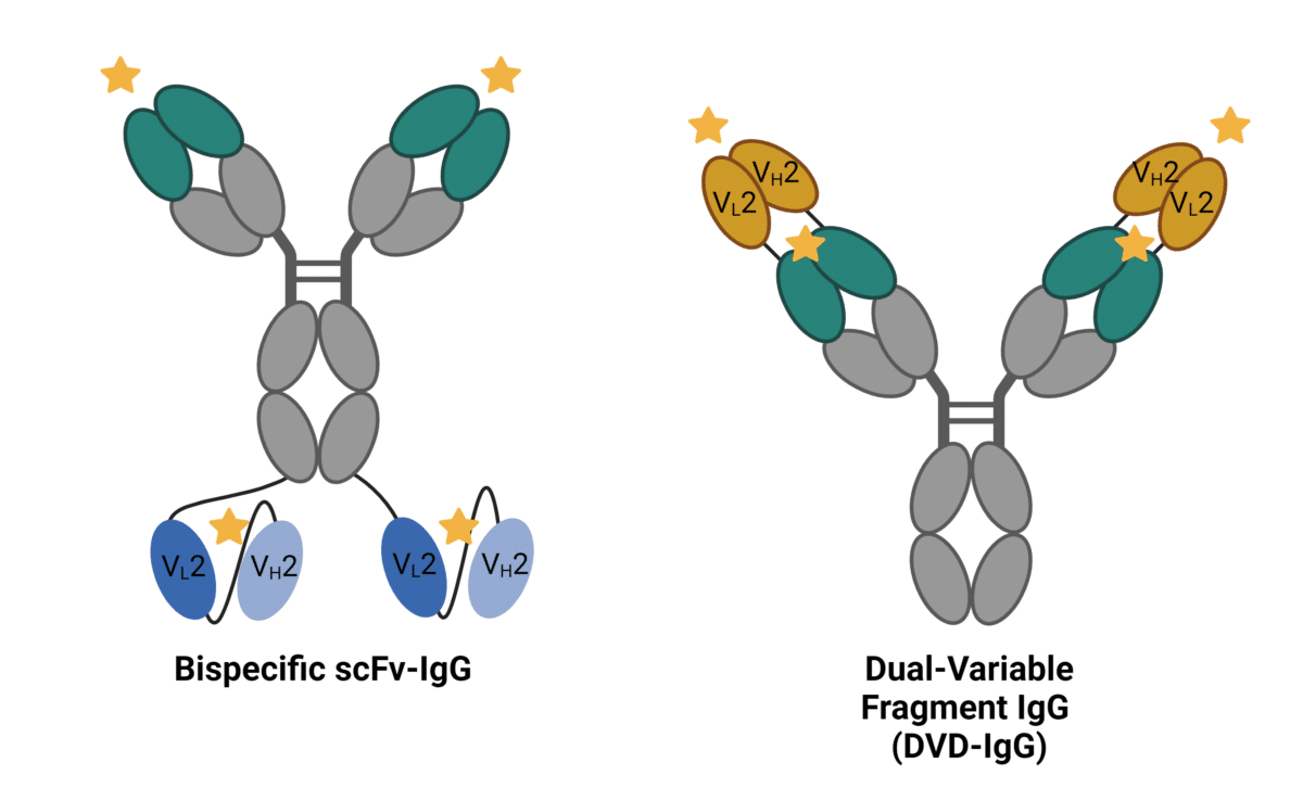 The Landscape of Bispecific and Multispecific Antibodies