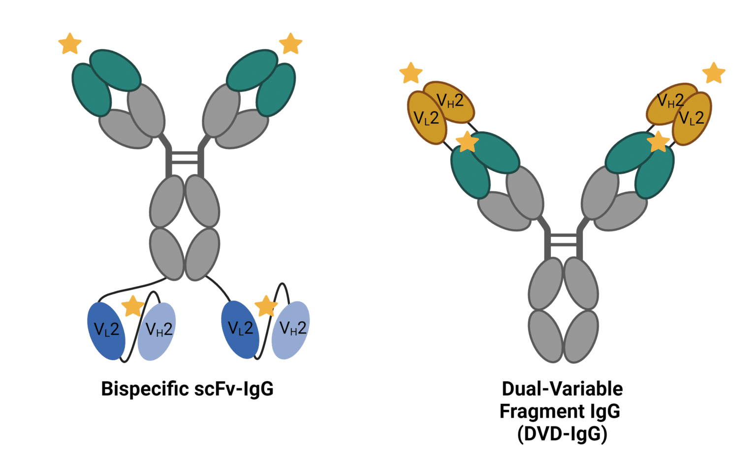 The Landscape of Bispecific and Multispecific Antibodies