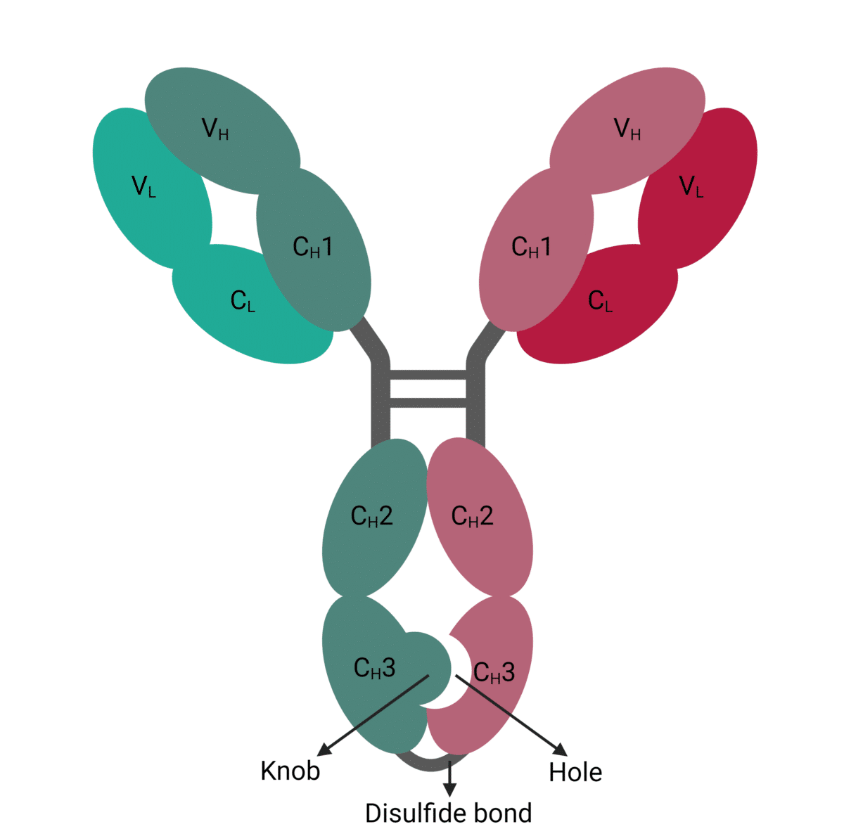 The Landscape of Bispecific and Multispecific Antibodies