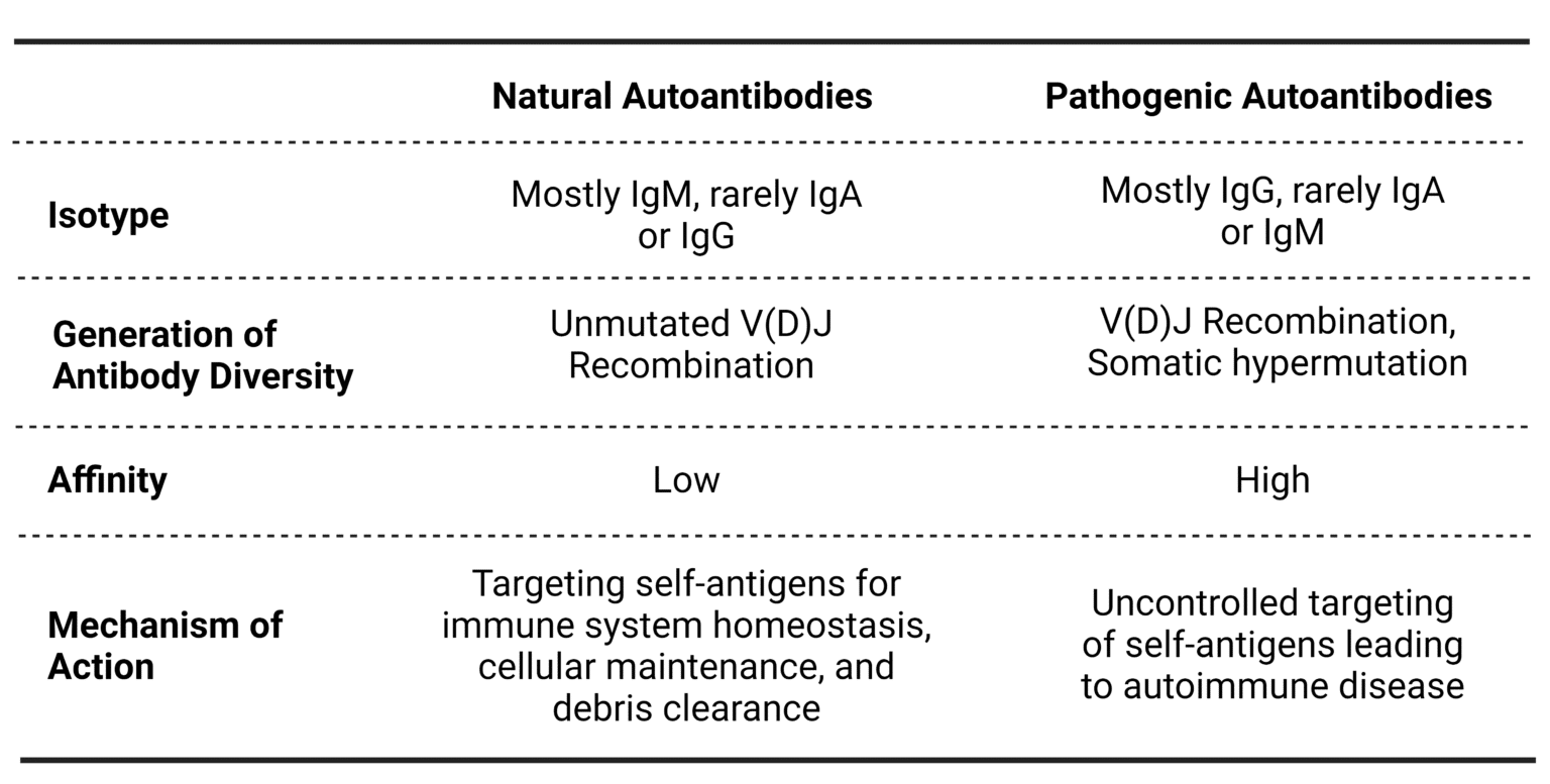 Natural and Pathogenic Autoantibodies in Autoimmune Disease