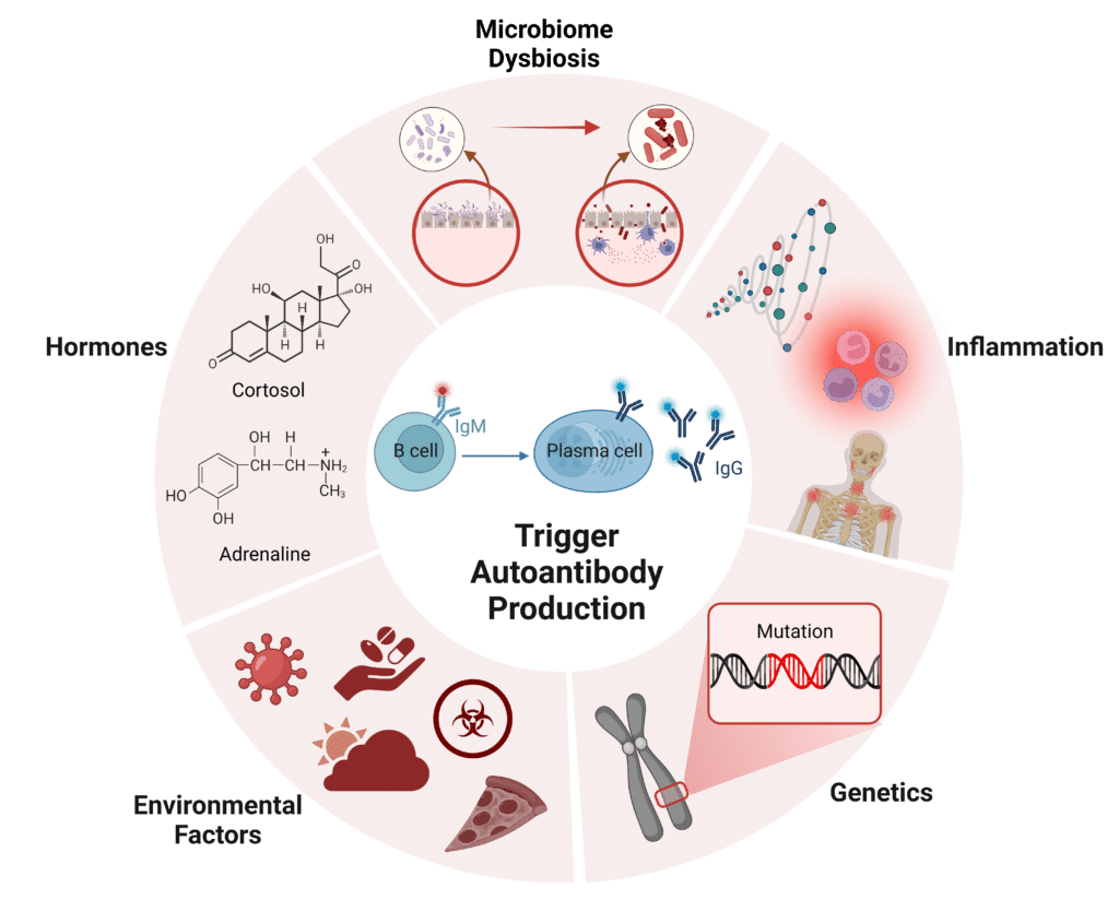 Natural and Pathogenic Autoantibodies in Autoimmune Disease