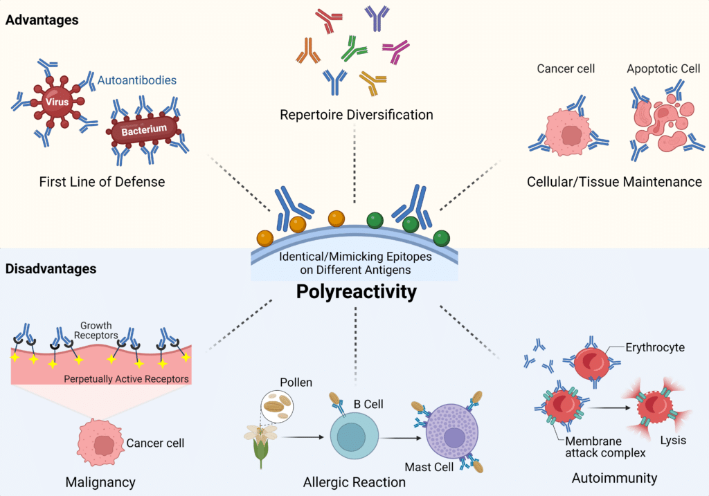 Natural and Pathogenic Autoantibodies in Autoimmune Disease