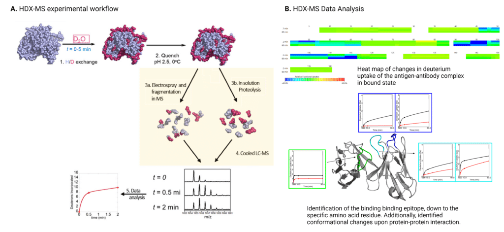 Epitope Mapping: Alanine Scanning Mutagenesis vs. HDX-MS