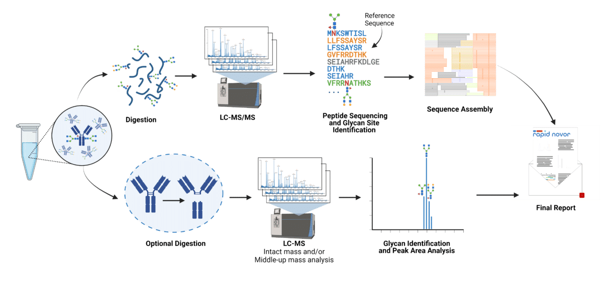 Glycan Analysis Service via LC-MS - Rapid Novor Characterization