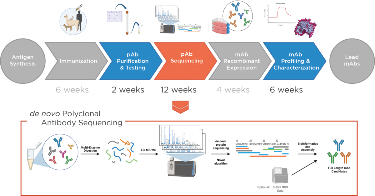 Antibody Discovery Service via Polyclonal Antibody Sequencing