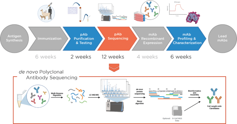 Antibody Discovery Service via Polyclonal Antibody Sequencing